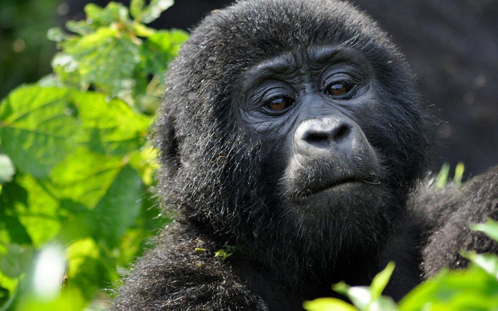 Media Animal TV | We're All Animals' Podcast with Tracey Preston